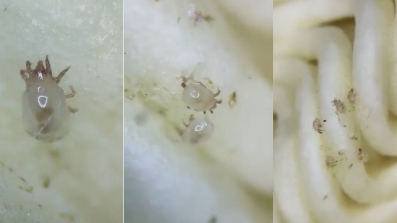 Insects found Inside Noodles (Video) | Al Bawaba