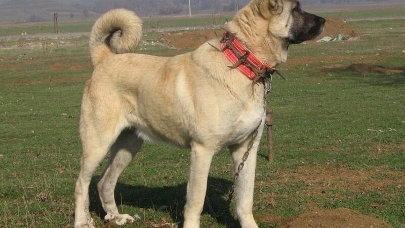 Kangal Dog Vs Wolf