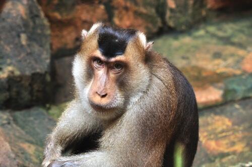 Monkeying around, Iranian style: second furry friend returns from space ...